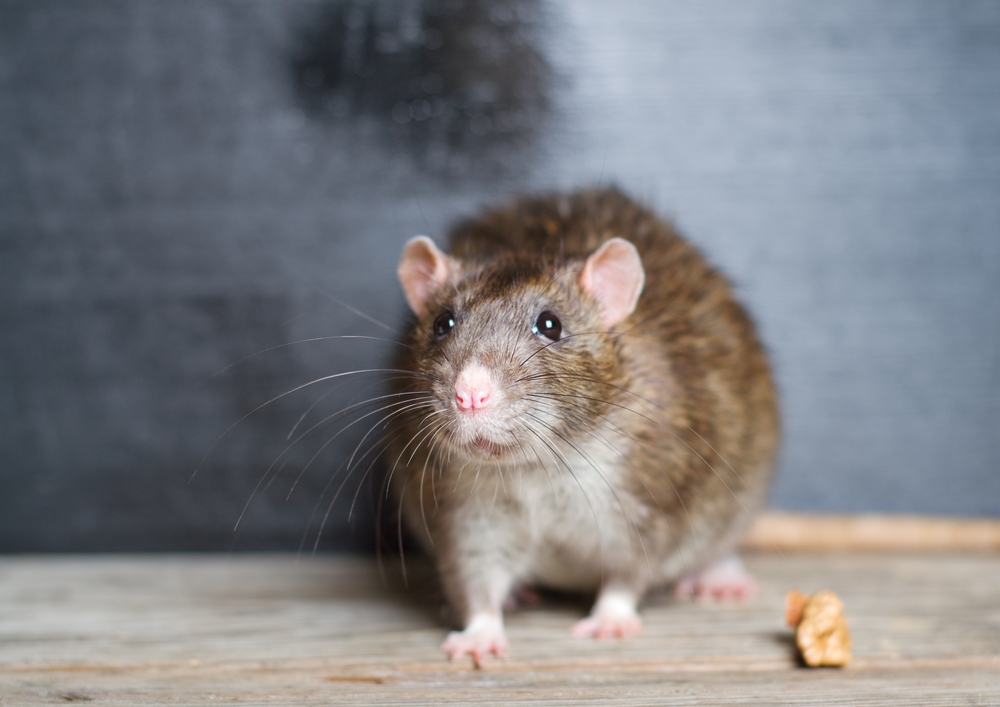 Comment reconnaître une crotte de rat ? Guide complet