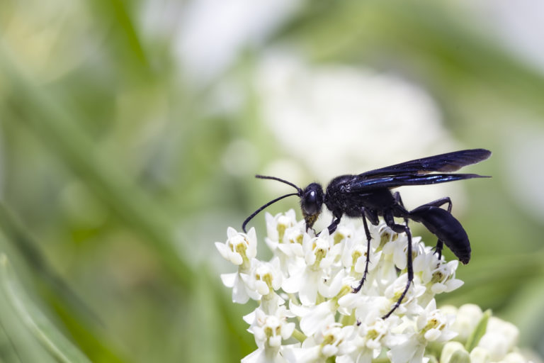 Guêpe noire : tout ce qu'il faut savoir sur cet insecte ...