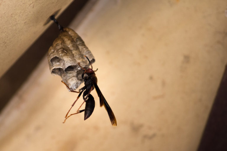 Guêpe noire : tout ce qu'il faut savoir sur cet insecte ...