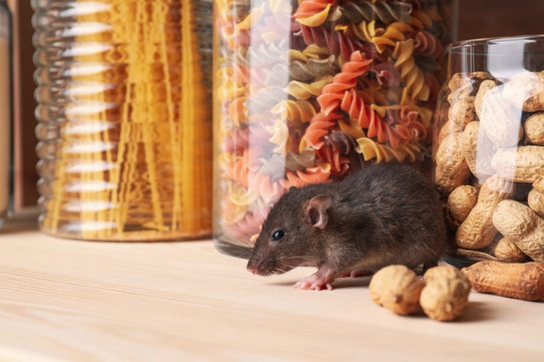 Comment font les rats pour entrer dans votre logement ...