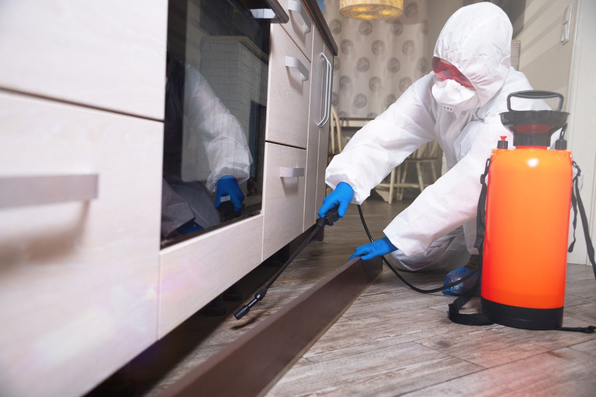 Quels sont les insectes les plus nuisibles pour une habitation ...