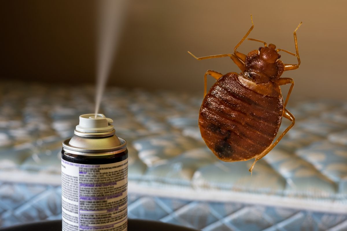 Punaises de lit en photo : cet insecte qui dérange tant en images ...